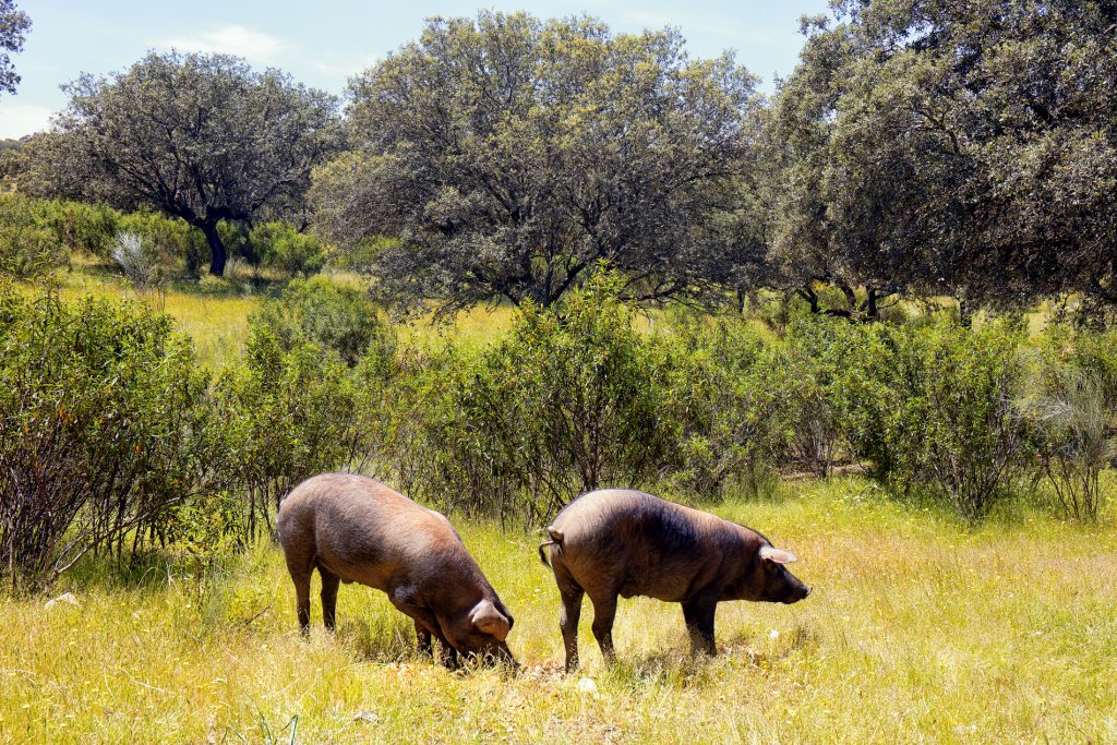 Descubre la tradición de la cría del cerdo ibérico en Las Corchuelas ...